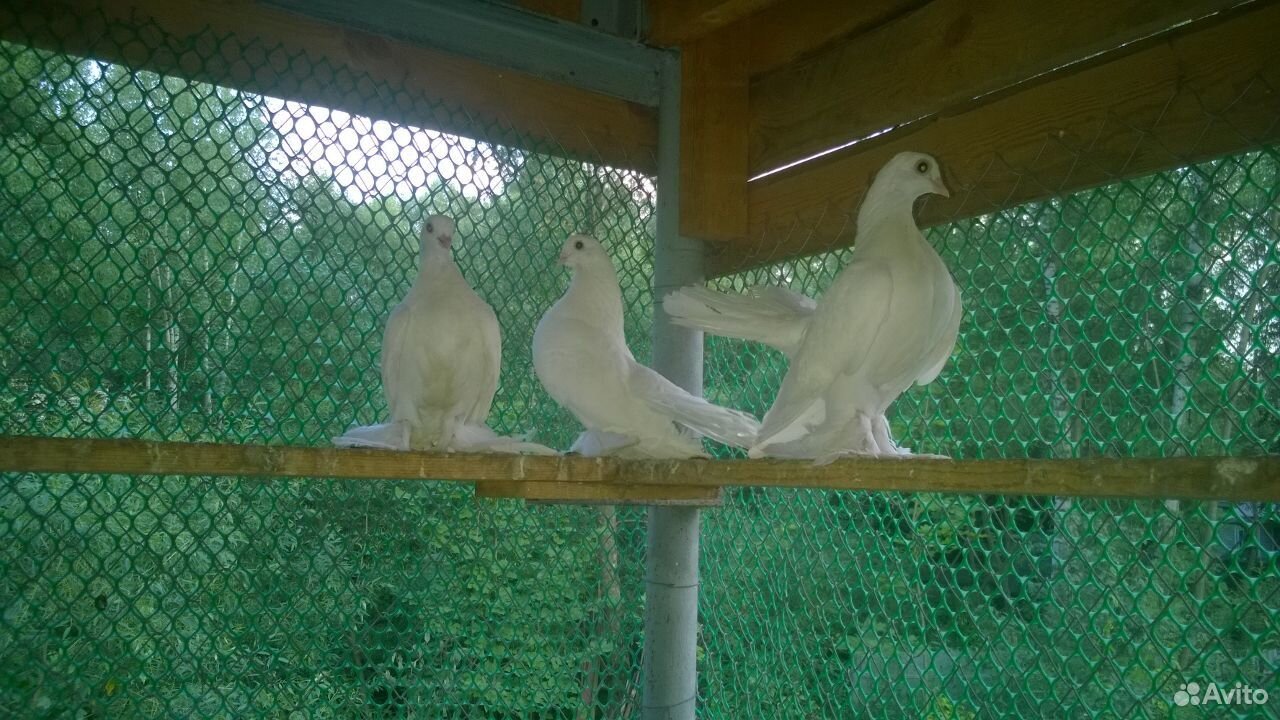 Продам голубей