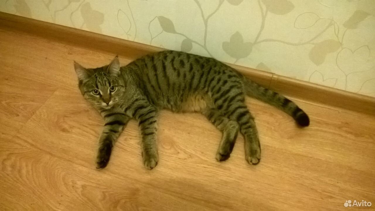 Ми-ми-мишная Марго-нежная кошка в добрые руки