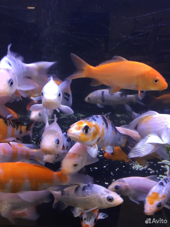 Карпы для пруда