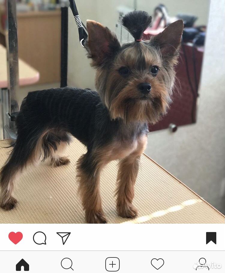 Вязка. Вес 1800 мини. Йоркширский терьер