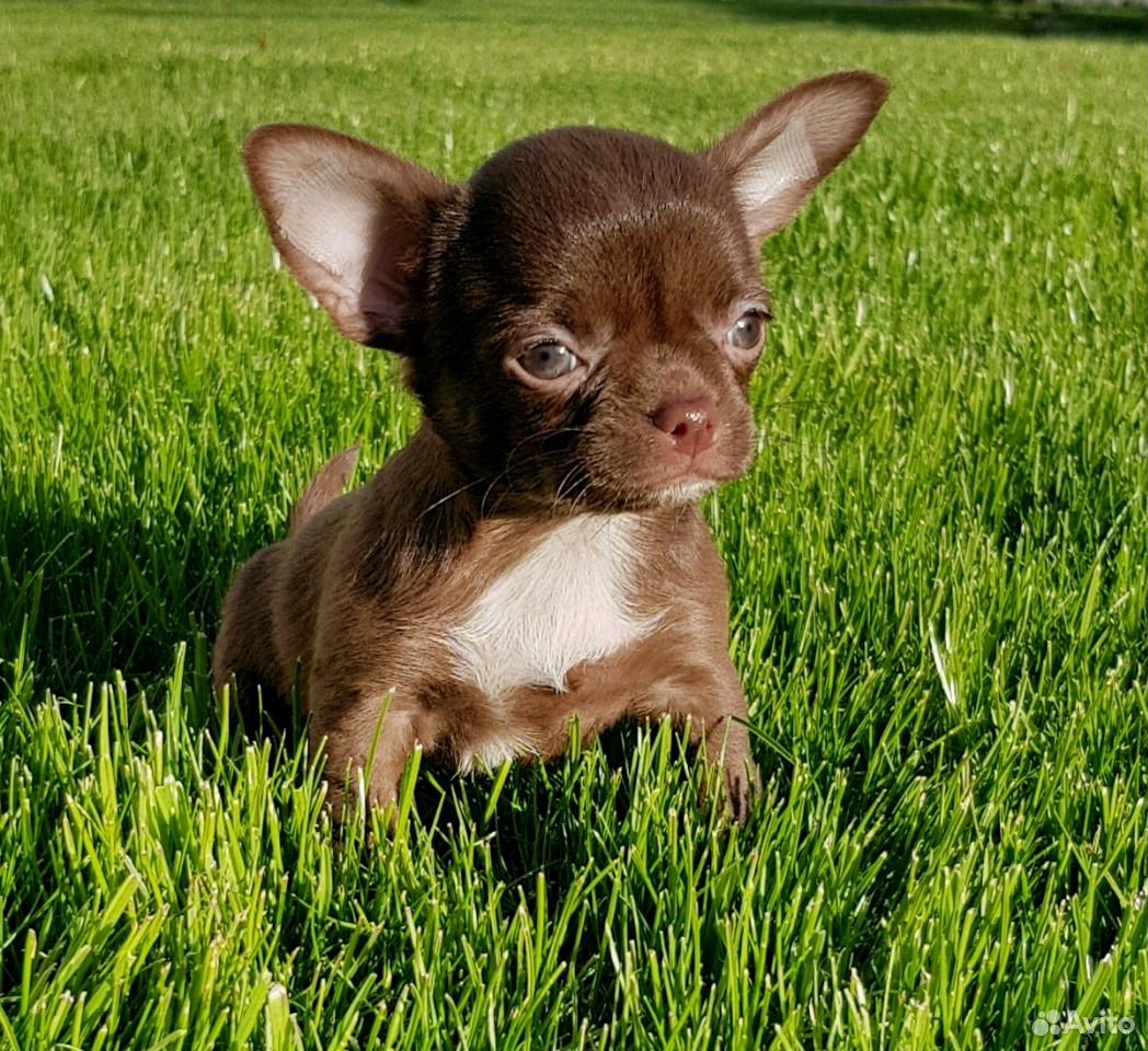 Шоколадный миниатюрный мальчик