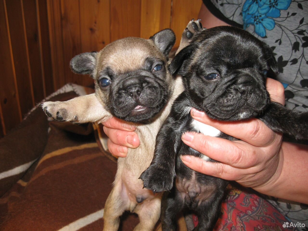 Сладкая парочка