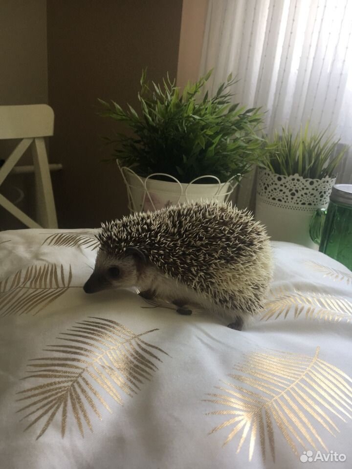 Африканский ёжик мальчик