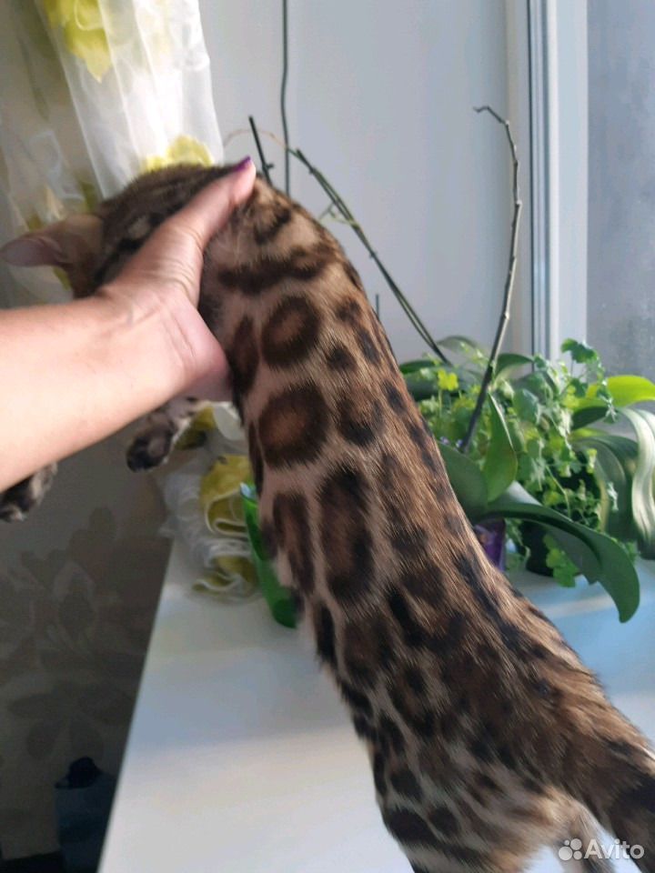 Бенгальская принцесса