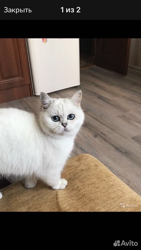 Британская шиншилла кошка