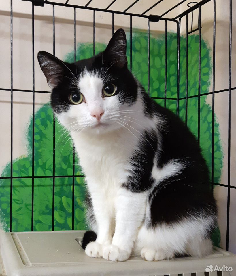 Добрый кот-великан