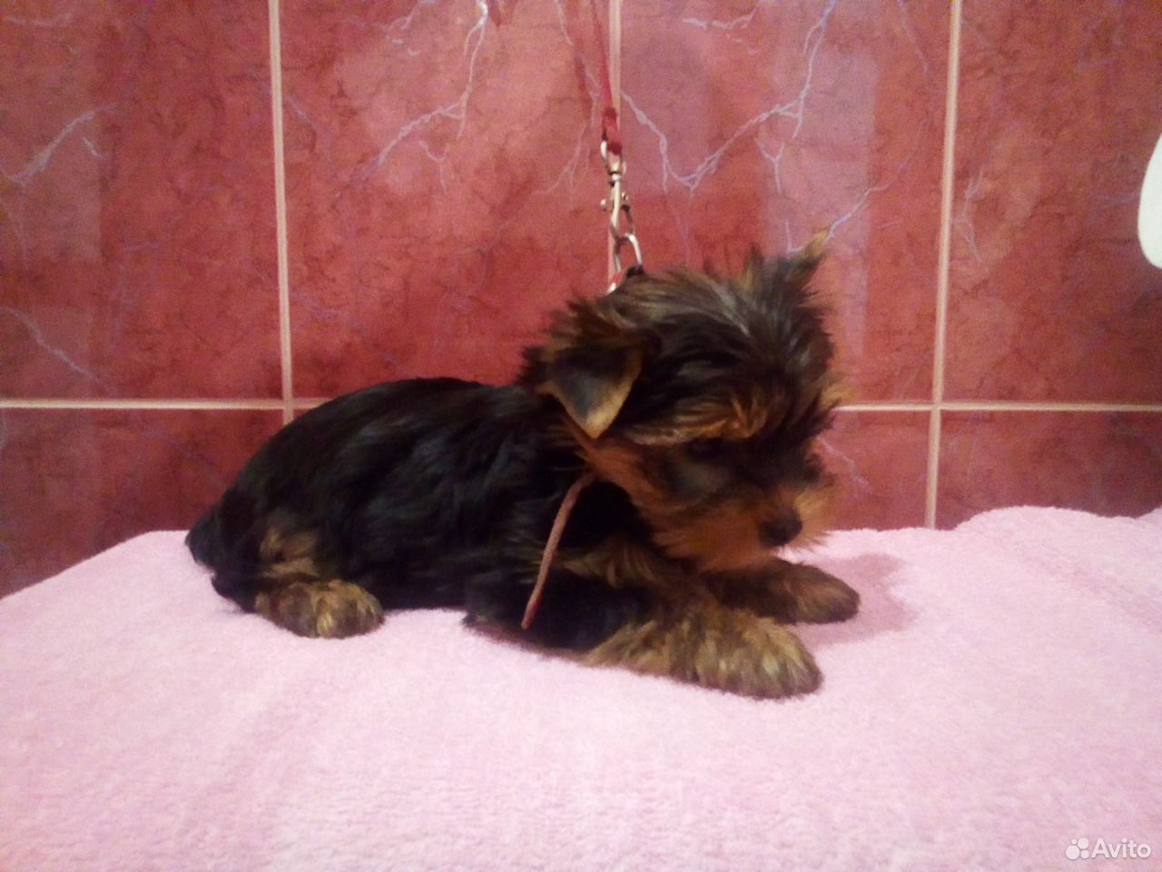 Щенок. Девочка