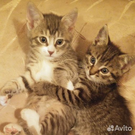 Котик в частный дом