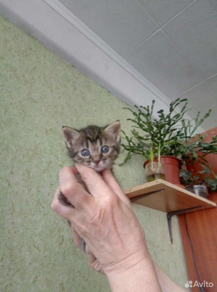 Малышки ищут дом