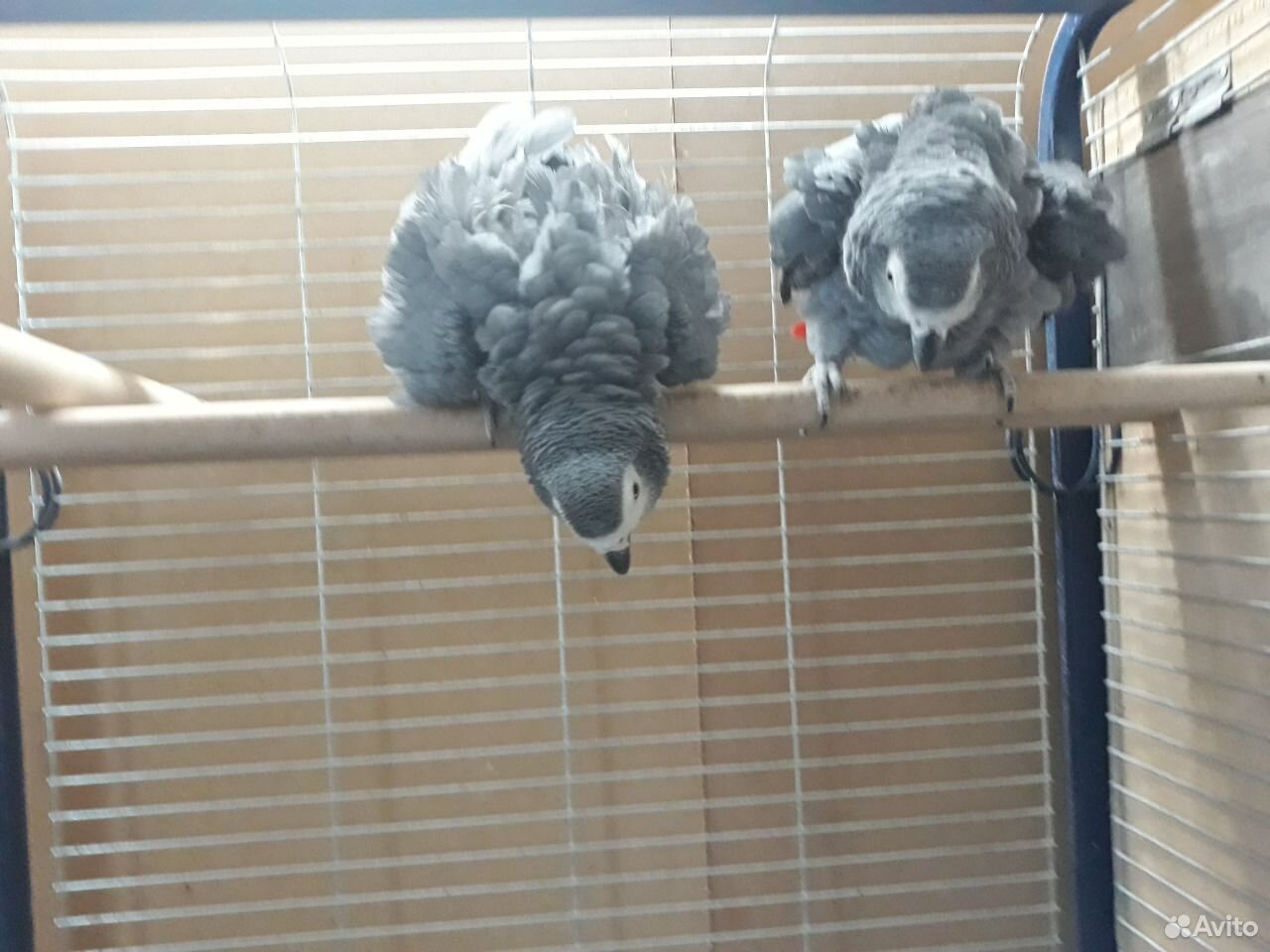 Разводная пара попугаев