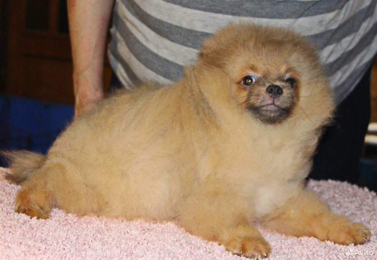 Рыжее солнце