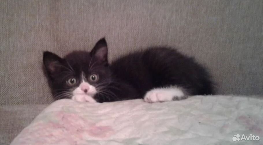 2 котенка в добрые руки