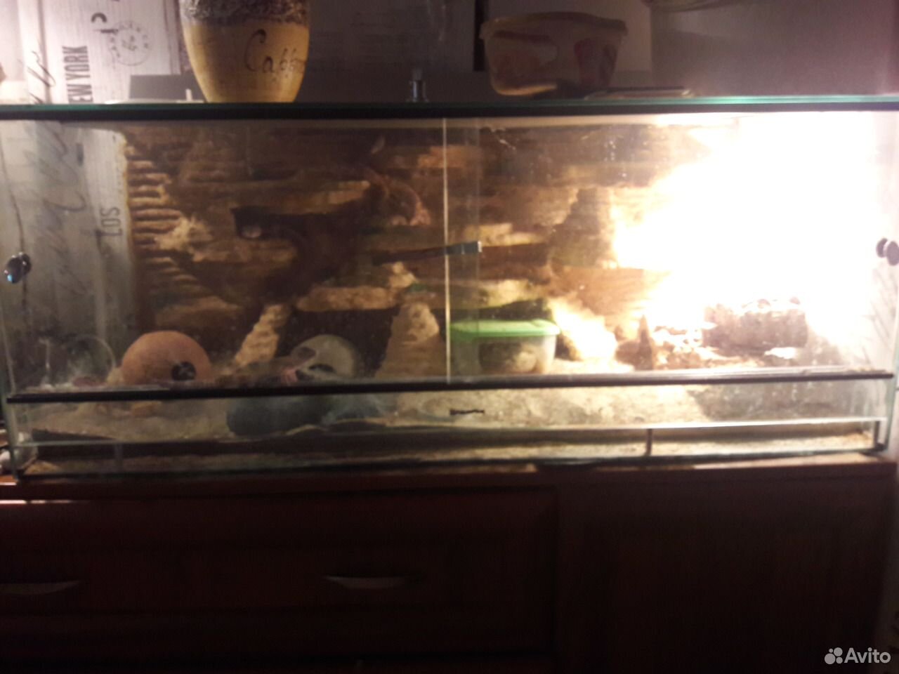 Террариум с эублефарами