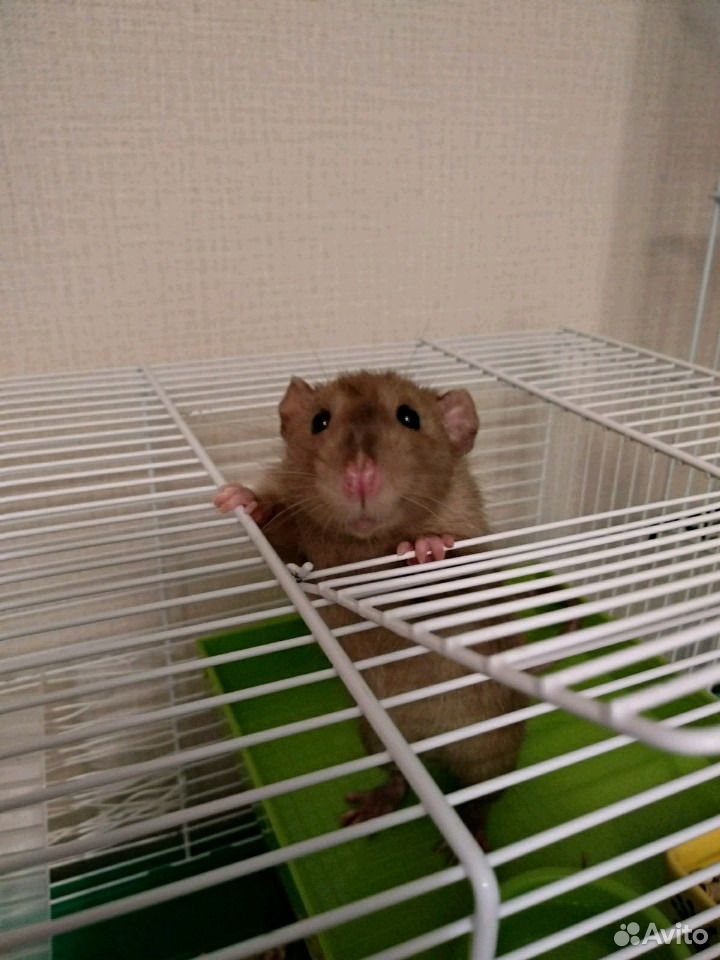 Крыса Дамбо