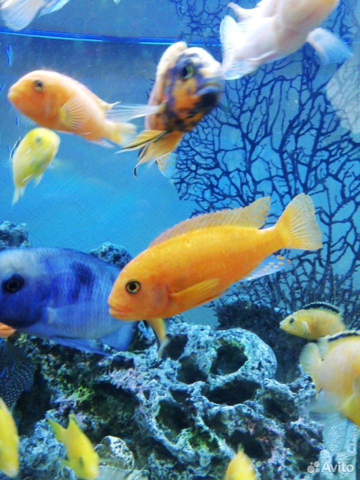 Цихлиды и сомики