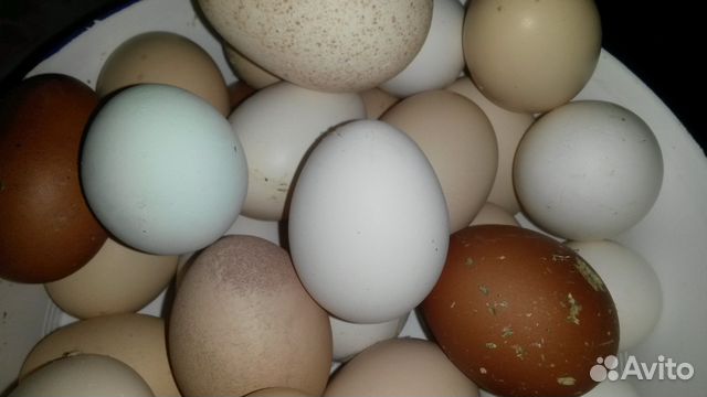 Инкубационное яйцо и взрослая птица, несушки, цыпл