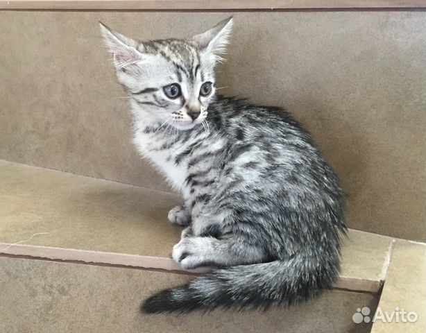 Египетская Мау- жемчужина Нила