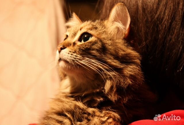 Пуховая красавица - молодая, домашняя Пушенька