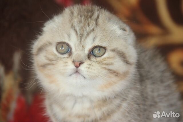 Киски Алиса и Афина,есть рыжий кот