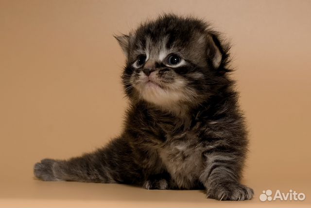 Сибирский котенок Кекс с док-ми