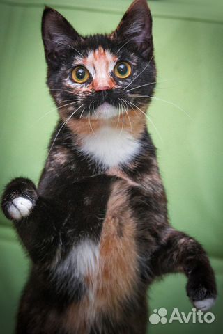 Славная веснушка Джинджер ищет свою семью