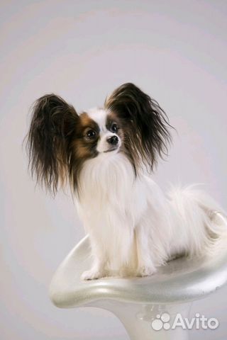 Прелестный Мальчишка Папийон