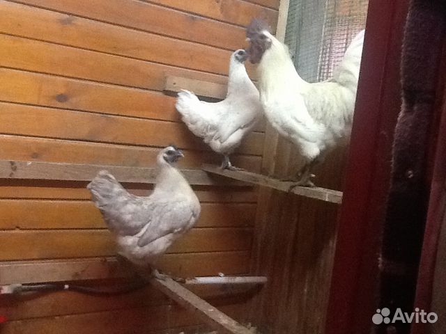 Подрощенные цыплята китайских чернокожих кур