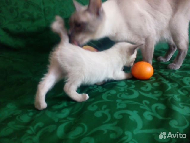 Девочка мекошка