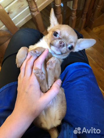 Малыш с большими ушами