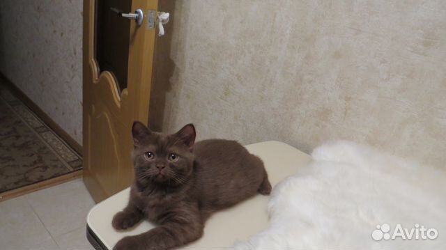 Британские котята редких окрасов