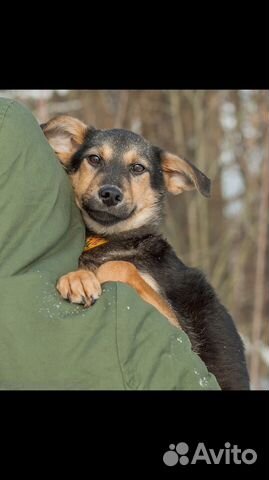 Прекрасный и робкий щенок Геракл 4 мес