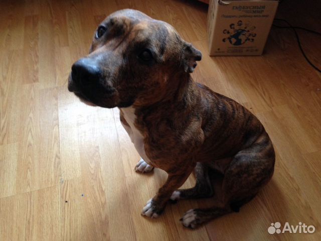 Девочка стафорд