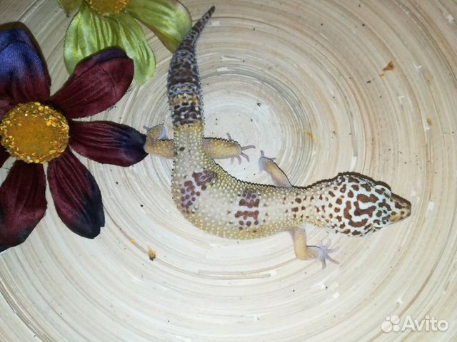 Самки эублефаров