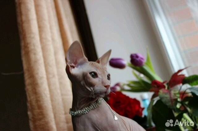 Продается котёнок Донского сфинкса с документами