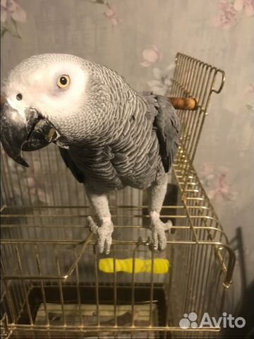 Говорящий попугай Жако