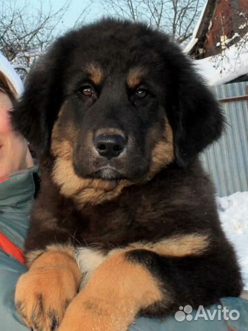 Щенки бурят-монгольской собаки/волкодава (хотошо