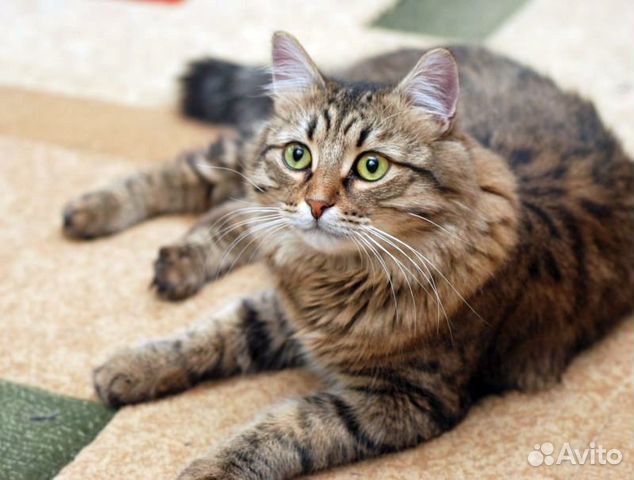 Сибирский котик Барсик, 9 мес