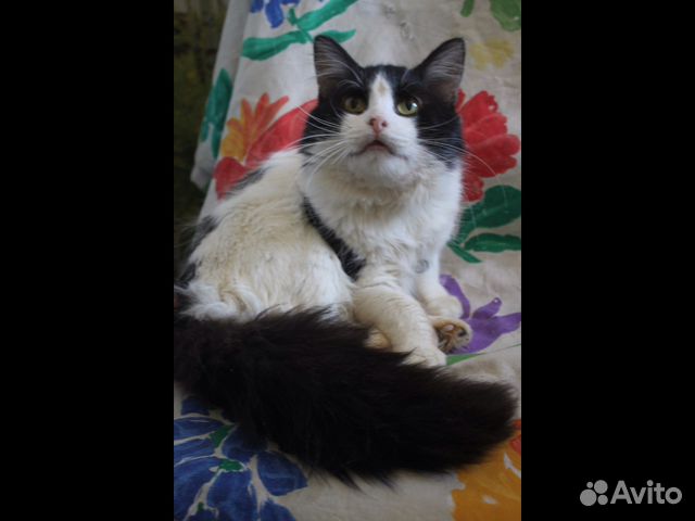 Котик Веня в добрые руки