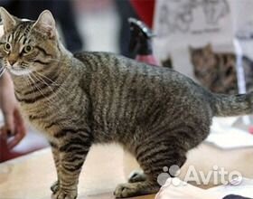 Кельтский Котик ищет Кошечку для встреч
