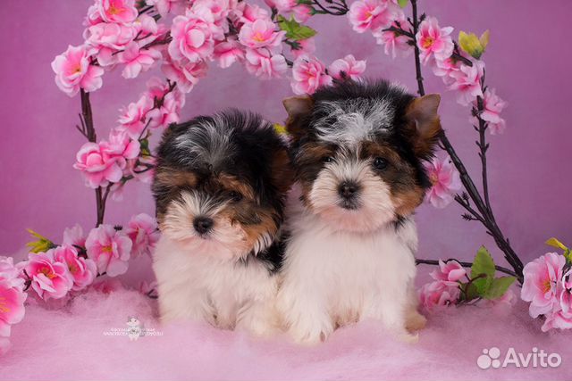 Мини мини мальчик Бивер йоркширский терьер