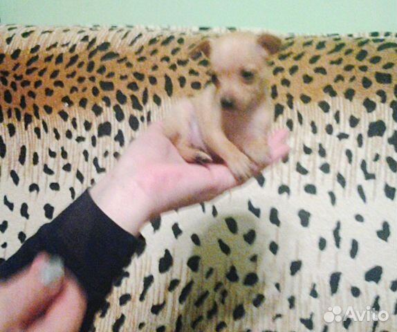 Мужичок с ноготок