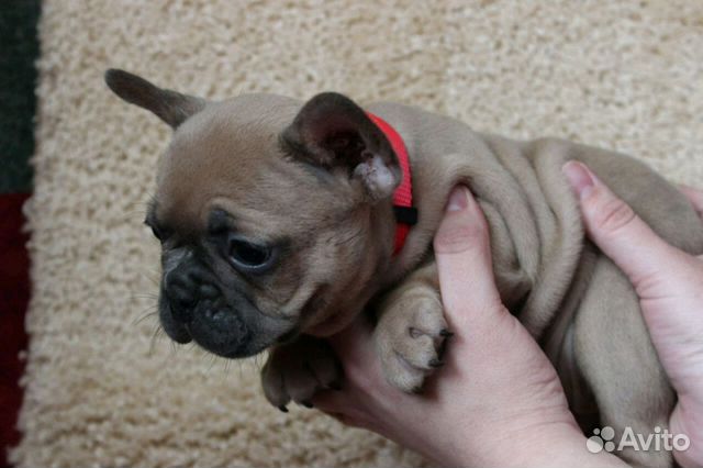 Девочка голубой фавн