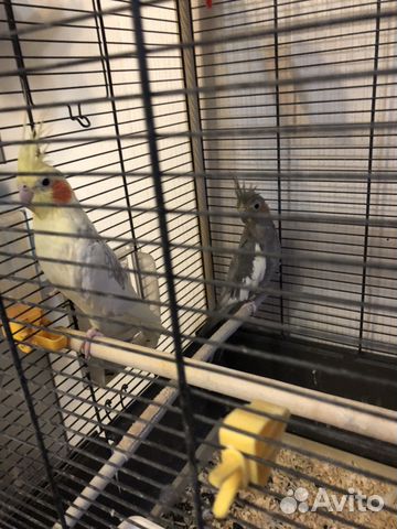 2 попугая корелла с большой клеткой