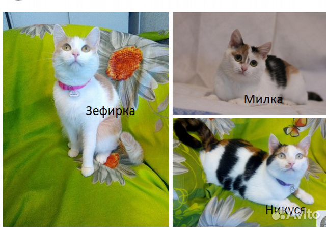Чудесные светлые кошечки ищут ручки