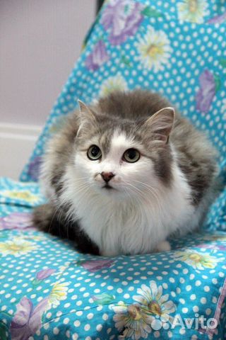 Афина ищет семью