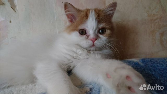 Котёнок персидских кровей