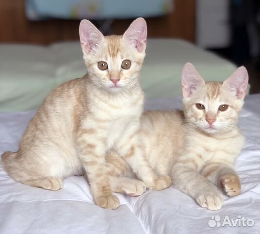 Короткошерстные котята курильского бобтейла