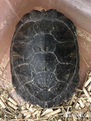 Черепаха красноухая в добрые руки