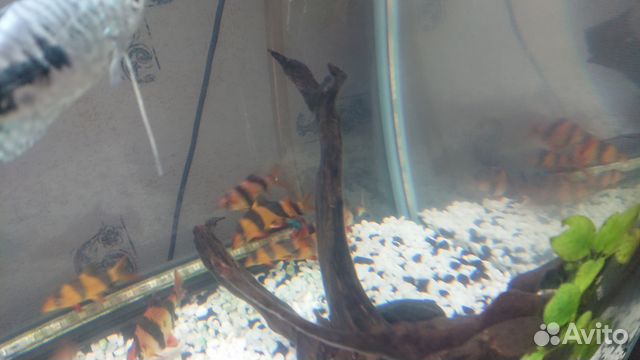 Боции клоуны 5 шт и Барбусы сумартанские 6 шт