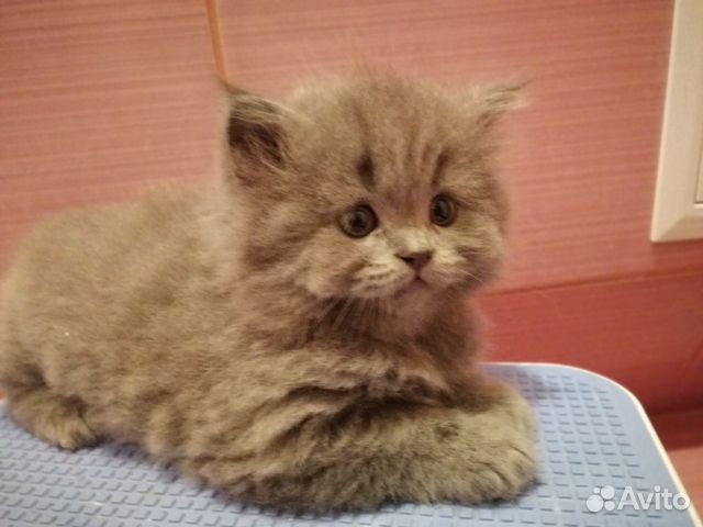 Британский котенок
